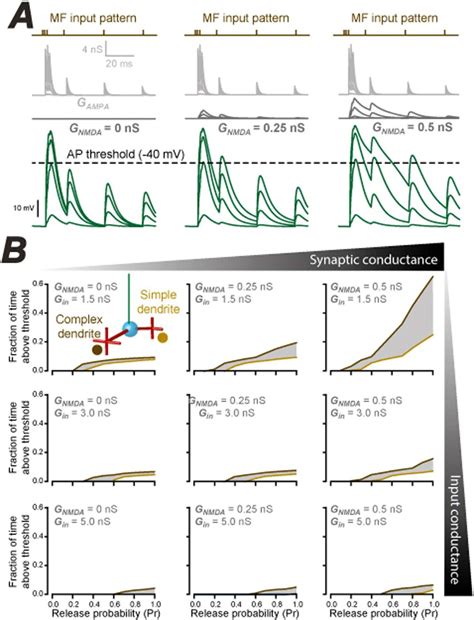 Influence Of Dendrite Complexity Synaptic Drive And Inhibition On Mf