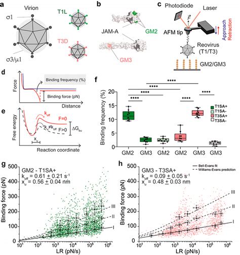 Probing Reovirus Binding To Glycan Model Surfaces A Schematic Download Scientific Diagram