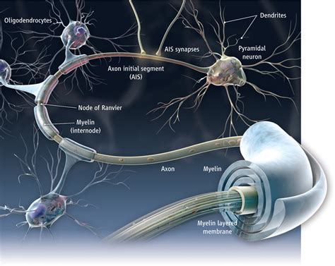 Myelin—more Than Insulation Science