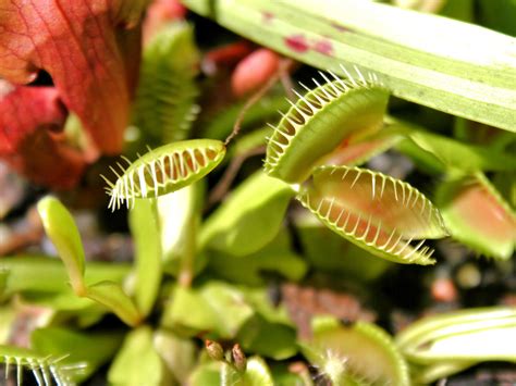 Pitcher Plant Eating 13 Photos Of A Carnivorous Plant Collection
