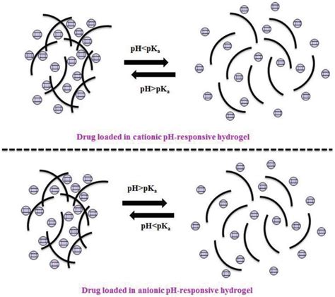 Stimuli Responsive Hydrogels An Interdisciplinary Overview Intechopen