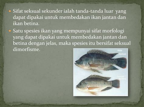 Ppt Seksualitas Ikan Powerpoint Presentation Free Download Id