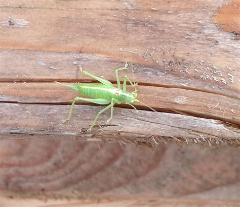 Uk Looks Different To Any Grasshopper Ive Seen R Whatsthisbug