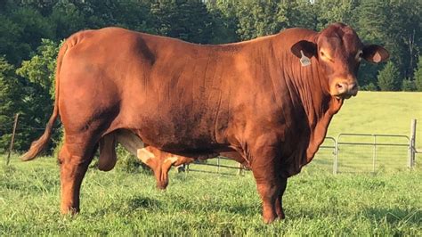 Beefmaster Systematics Area Production Aptitude Origins