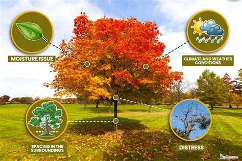 Why Isn T My Red Oak Leafing Out