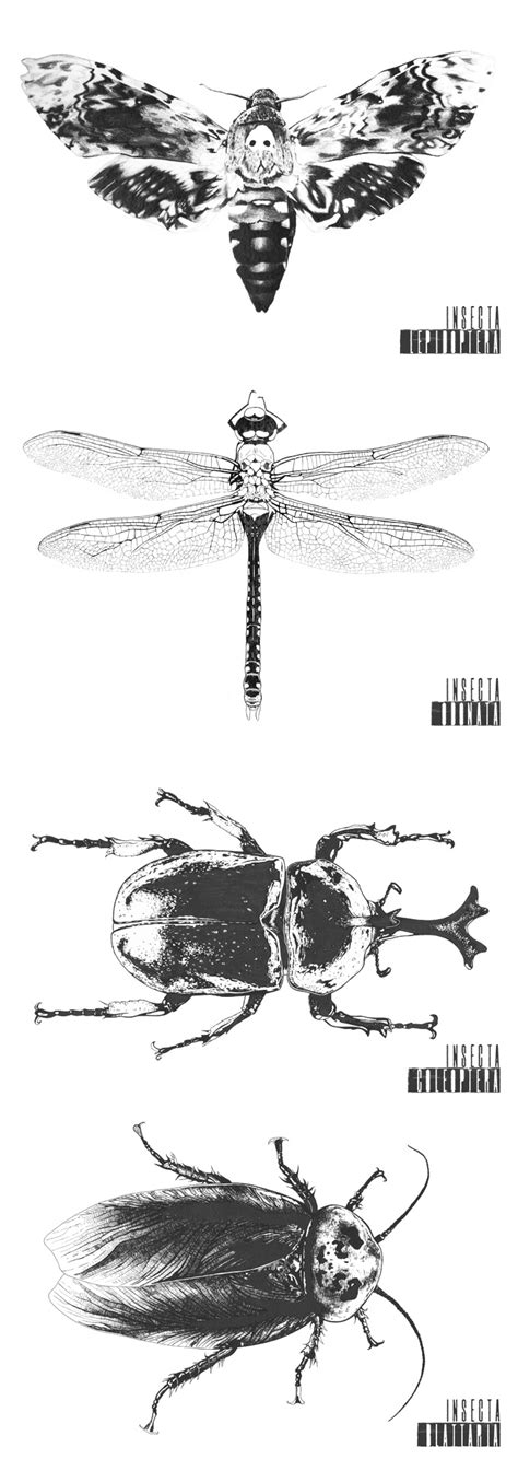 Insects By Chris Ede