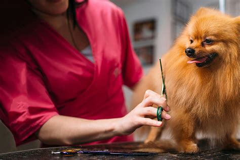 How To Groom A Dog Using Scissors Wag