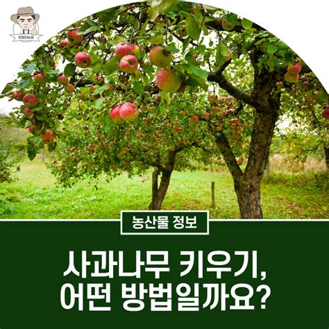 사과나무 키우기 사과의 성장에 대해서 네이버 블로그
