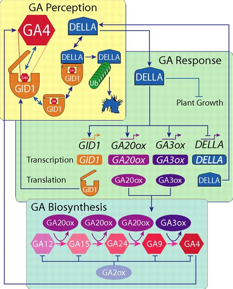Gibberellins Biosynthesis