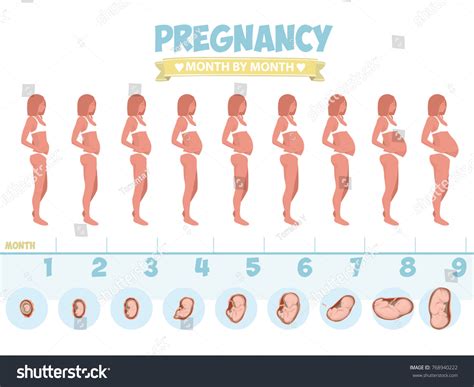 5 Months Pregnant Belly Anatomy