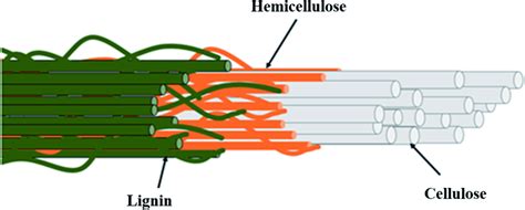 Overview Of The Complex Structure Of Lignocellulosic Fibers Reproduced Download Scientific