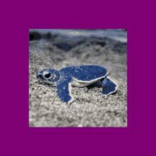 Sea Turtles S Tenor