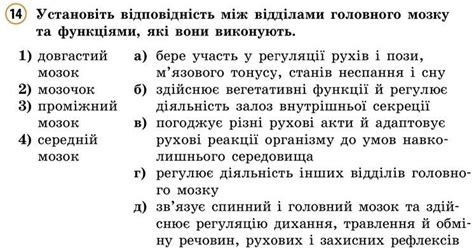 Установіть відповідність між відділами головного мозку та функціями які вони виконують