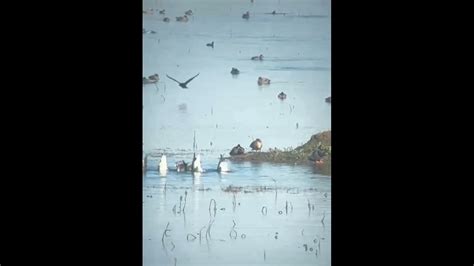 فرود غاز‌های پیشانی سفید به پناهگاه حیات وحش سلکه فیلم