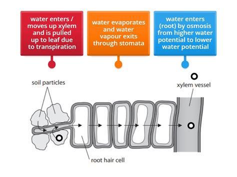 Movement Of Water Through A Plant Labelled Diagram