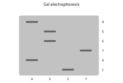 Dna Sequencing Methods From Sanger To Ngs Integra