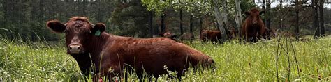 Devon Cattle Red Devon Usa