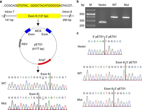 The GPT Synonymous Mutation C C T P G Results In Aberrant Download Scientific