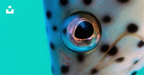 파란색과 흰색 물방울 무늬 물고기 사진 Unsplash의 무료 케언스 아쿠아리움 이미지