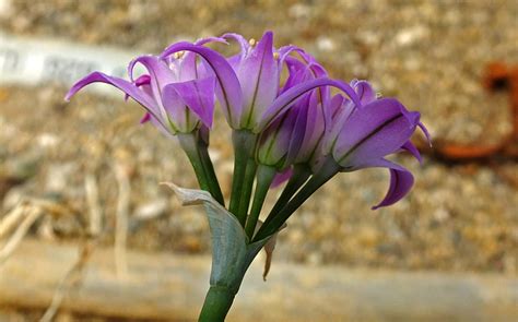 Allium Acuminatum Alliaceae