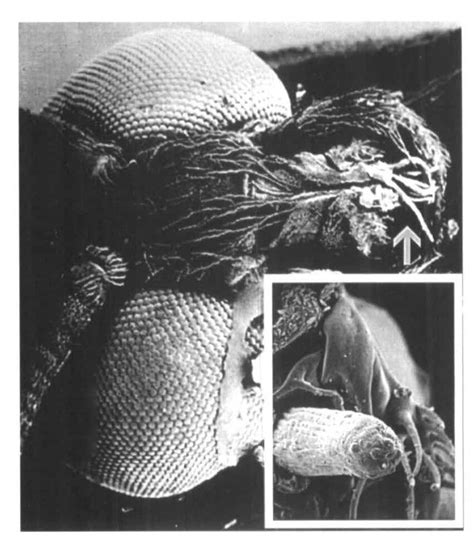 Scanning Electron Micrograph Showing The Escape Of O Lienalis L 3 S Download Scientific