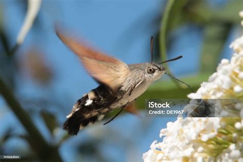모로 스핑크스 스핑크스 벌새 캔틀 밀크 스핑크스 플라이버드 0명에 대한 스톡 사진 및 기타 이미지 Istock