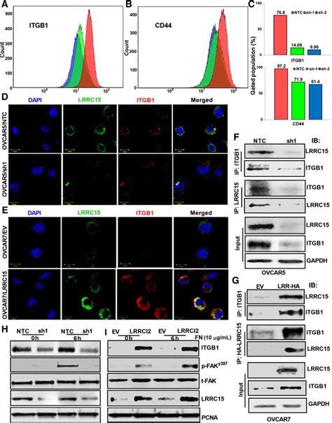 Targeting Lrrc15 Inhibits Metastatic Dissemination Of Ovarian Cancer Abstract Europe Pmc