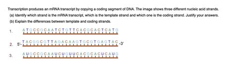 solved transcription produces an mrna transcript by copying the coding