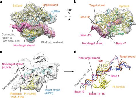 The Spcas9 Bound Topology Of The Non Target Dna Strand Bases −22 To Download Scientific