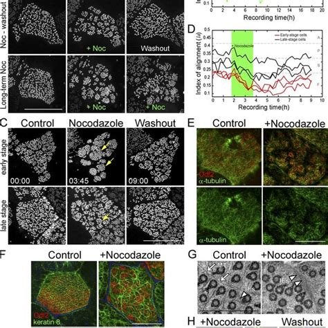 Live Imaging Of Gfp Centrin2 Mouse Tracheal Epithelial Cell Which