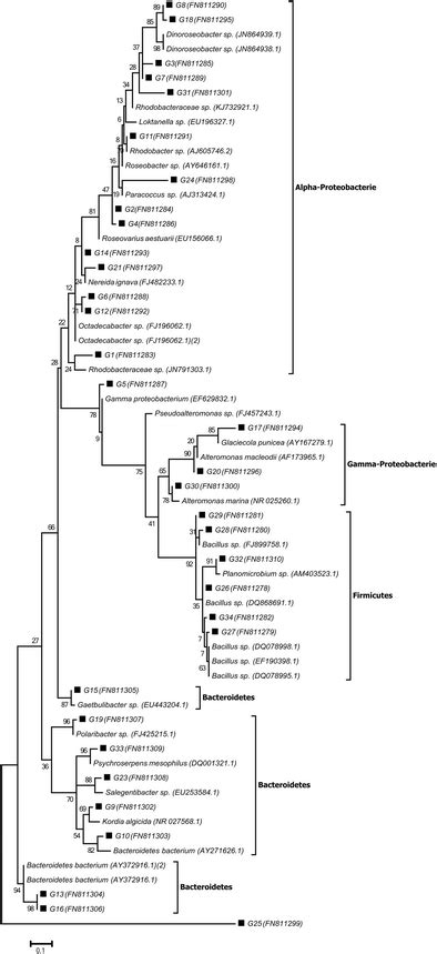Phylogenetic Tree Of Epiphytic Bacteria Associated With Ulva Rigida Download Scientific Diagram