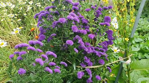 가을정원에 핀 보라색꽃들~~ Youtube