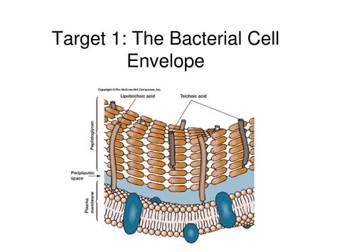 Ppt Antibiotics Powerpoint Presentation Free Download Id 25974