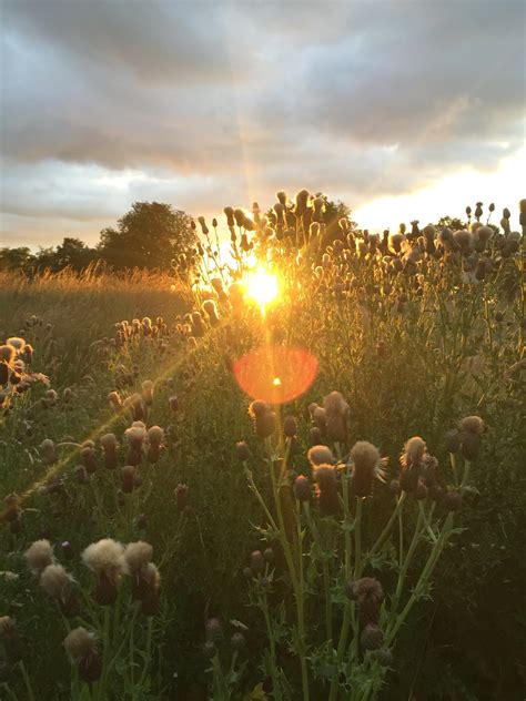 무료 이미지 자연 수평선 하늘 태양 해돋이 일몰 들 목초지 대초원 햇빛 아침 가을 농업 야생화 농촌 지역 꽃 피는 식물 데이지 가족 잔디
