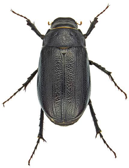 Diplotaxis Diplotaxis Bugguidenet