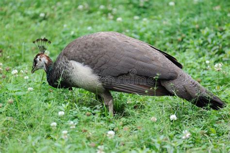母孔雀 库存照片 图片 包括有 双翼飞机 通配 夏天 男性 一个 绿色 孔雀 灰色 石头 48966622