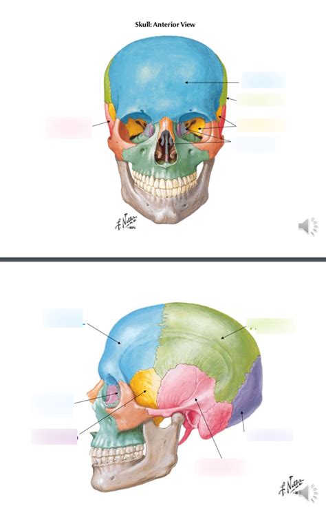 Skull Bones Diagram Quizlet