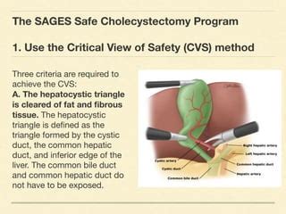 Gallbladder Triangle Of Safety