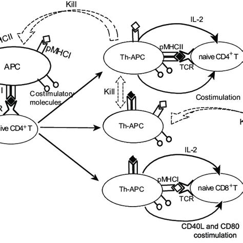 a new view on the dynamic model of sequential two cell interactions by