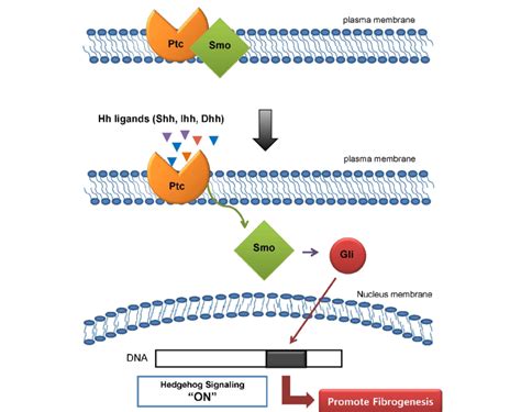 Signaling Pathway Of Hedgehog The Binding Of Hh Ligands With Ptc