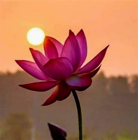 Bjp North East Jila Delhi रियो ओलंपिक में पी वी सिंधु शानदार प्रदर्शन के बलबूते पहुंची