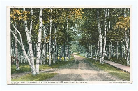 Paper Birch Montana Ecotype Experimental Farm Network Seed Store