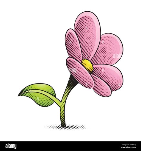 Illustration Of Scratchboard Engraved Daisy Flower With Yellow And Pink Fill Isolated On A White