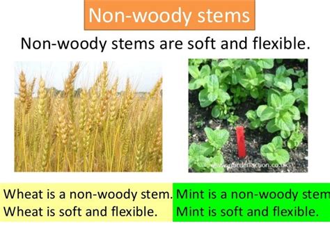 Parts Of A Plant Unit 7pdf