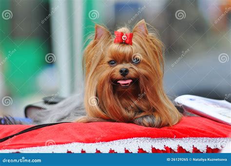 Yorkshire Terrier Show Class Stock Image Image Of Portrait Open