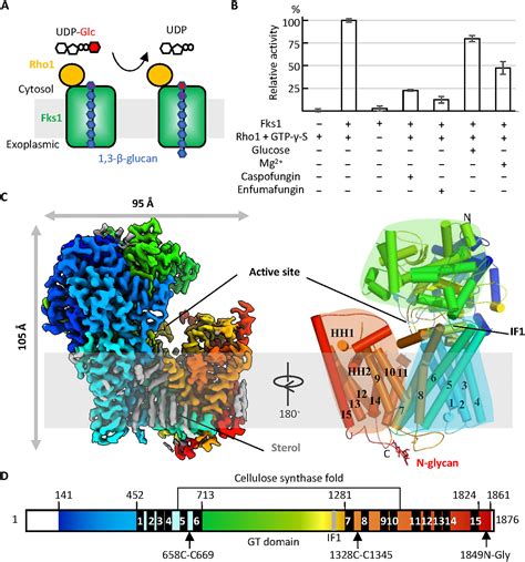 Structure Of A Fungal 13 β Glucan Synthase Science Advances