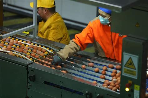 Ц Баатарбилэг Ирэх он гэхэд иргэдийнхээ өндөгний хэрэгцээг бүрэн хангана Hunnu Mn