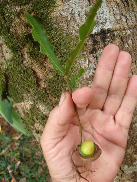 Macadamia Nut Tree Seedlings At Eugene Mash Blog
