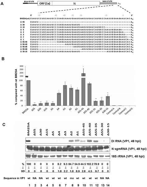 Identification Of Cis Acting Rna Elements Within The 39 Terminal 55 Nts Download Scientific