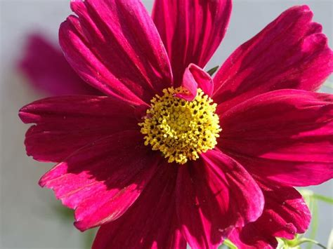 Cosmos Caudatus Kunth Cosmos World Flora Pl Ntnet Identify